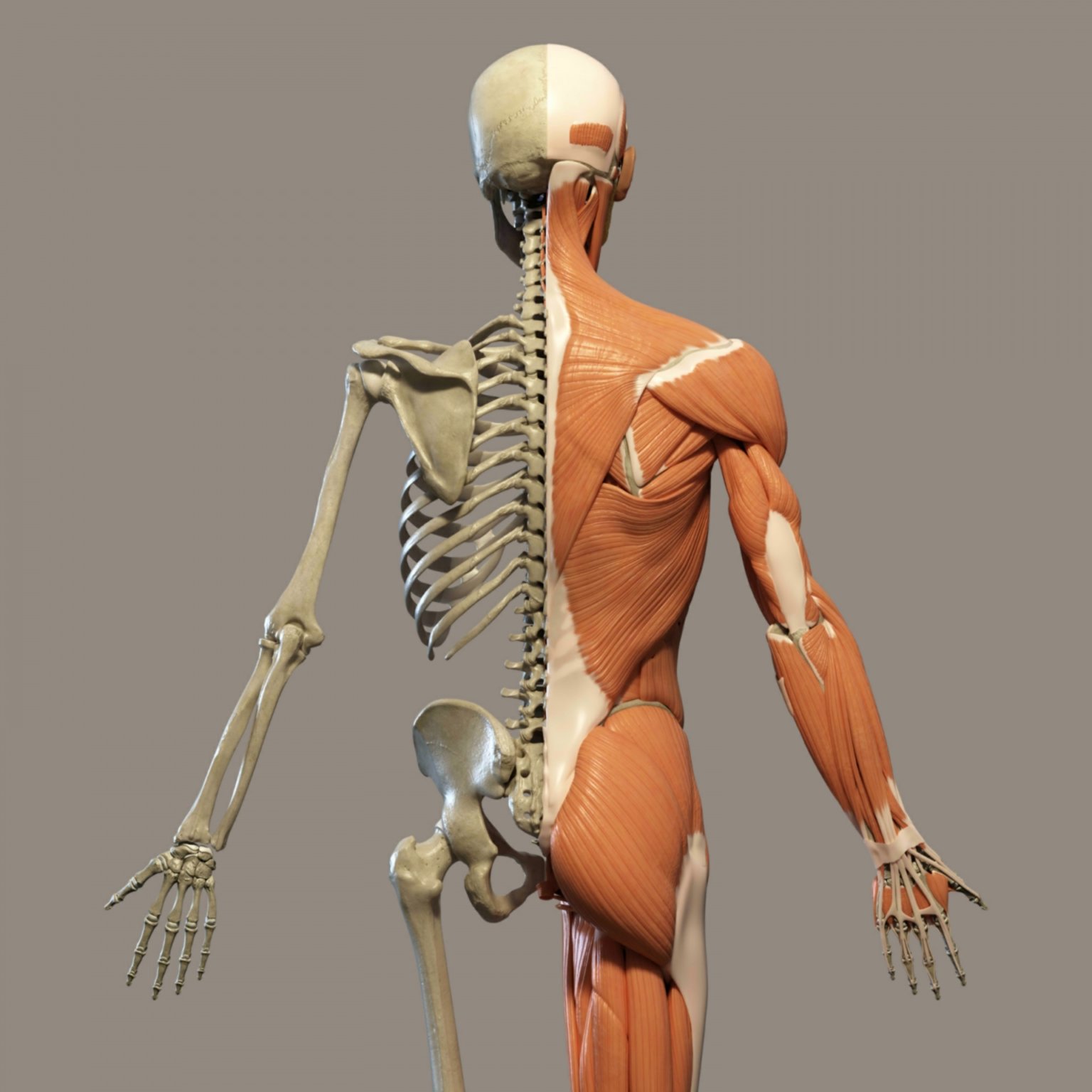 Low Back Tightness Causes, Routines, and Fixes – [𝗣]𝗥𝗲𝗵𝗮𝗯