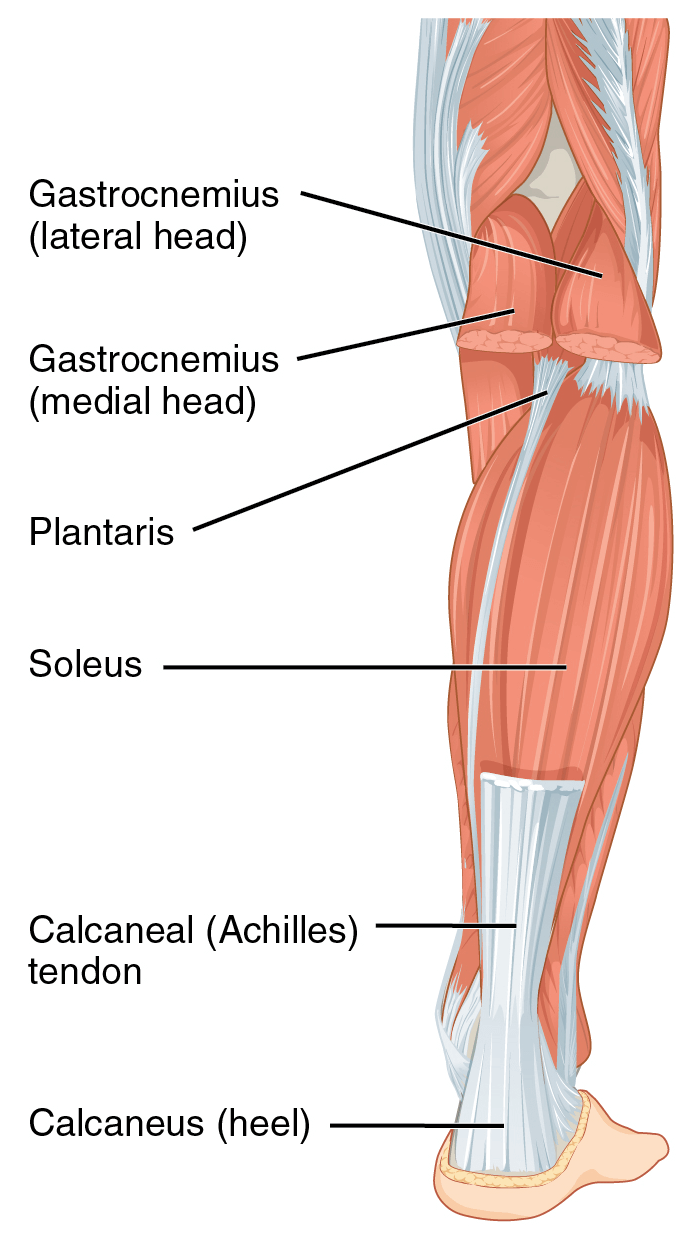 Calf Strain Exercises Treatment Considerations P rehab Calf Strain Exercises Treatment Considerations P rehab